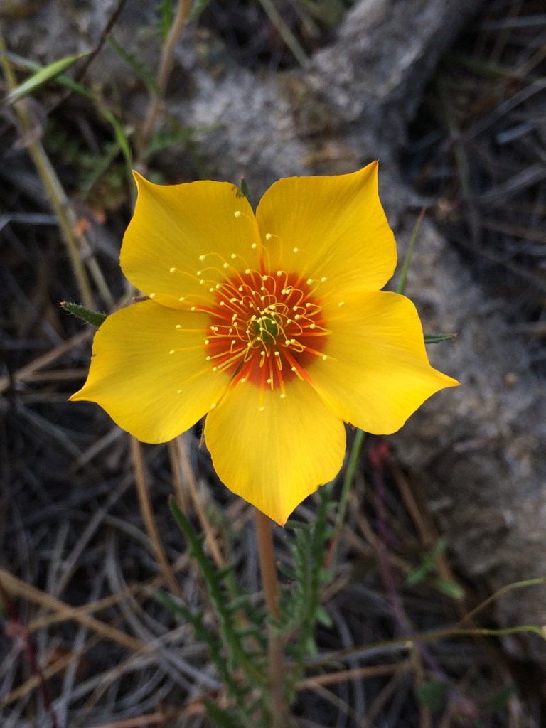 April – botanicalramblings