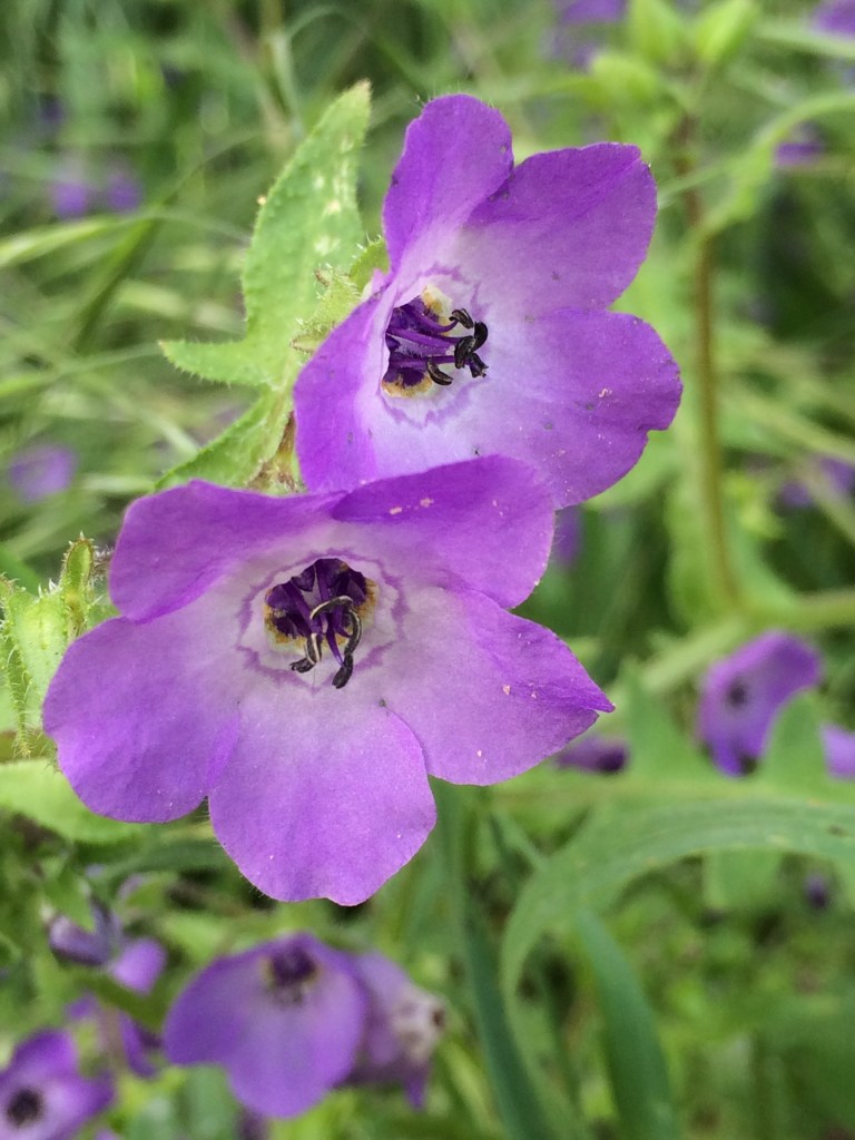 April – botanicalramblings