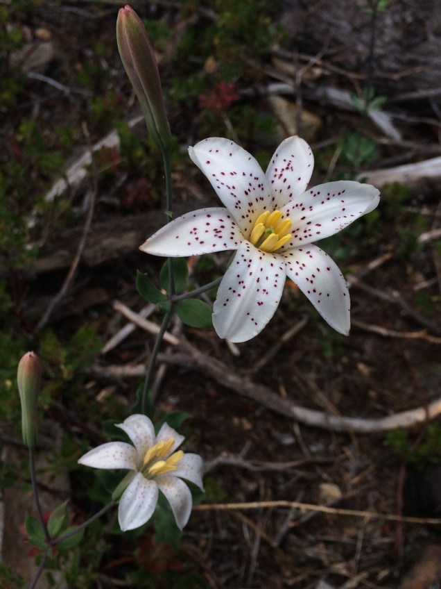 Trinity Alps – botanicalramblings