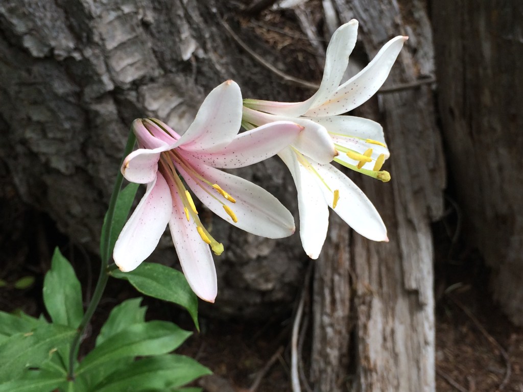 Trinity Alps – botanicalramblings