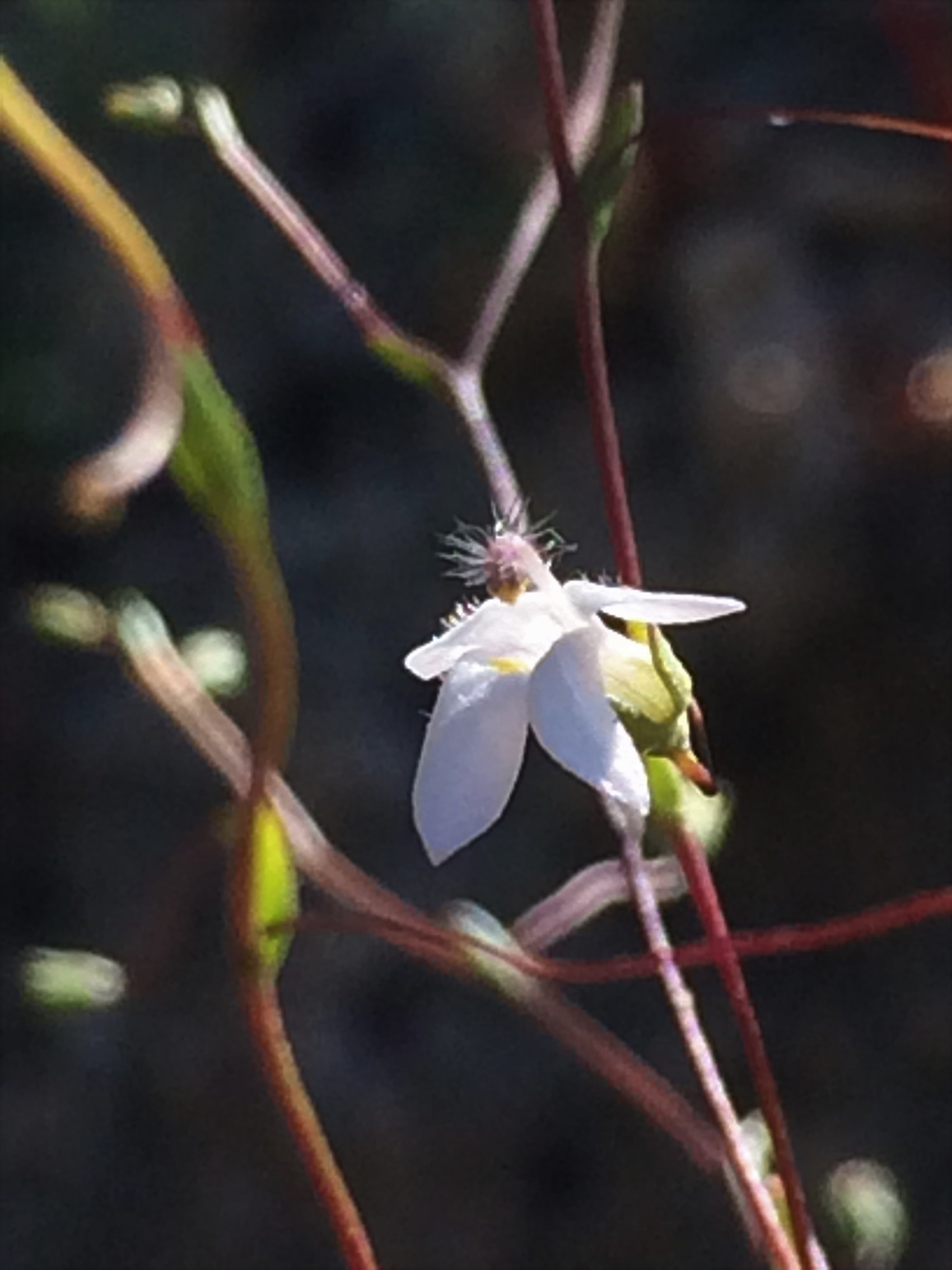 San Luis Obispo – botanicalramblings