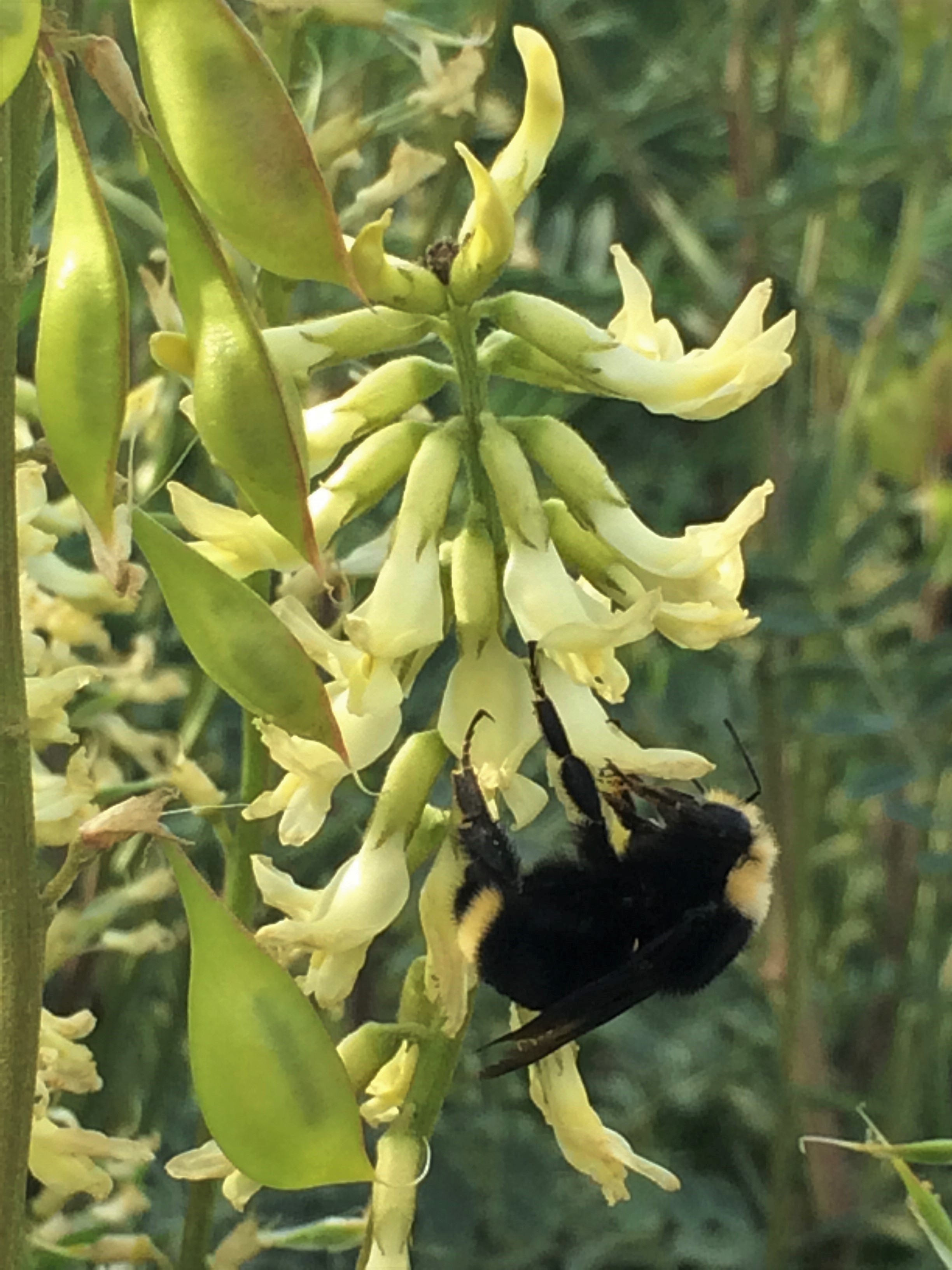 Astragalus – botanicalramblings